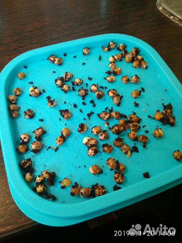 Отдам Ахатин