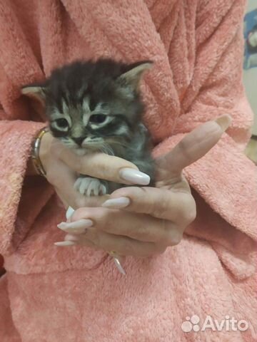 Котята ищут дом