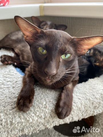 Кошечка в добрые руки