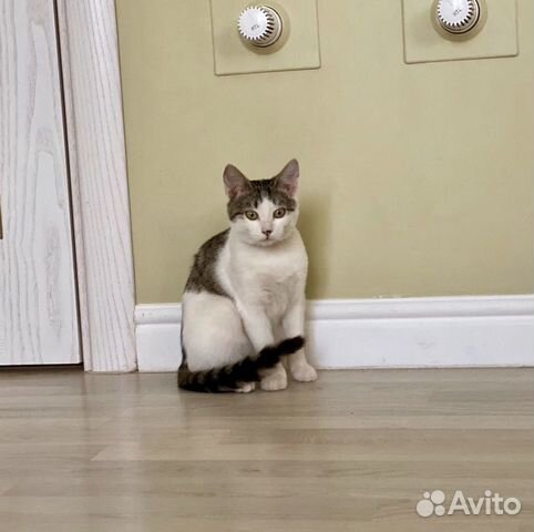 Котёнок 5месяцев