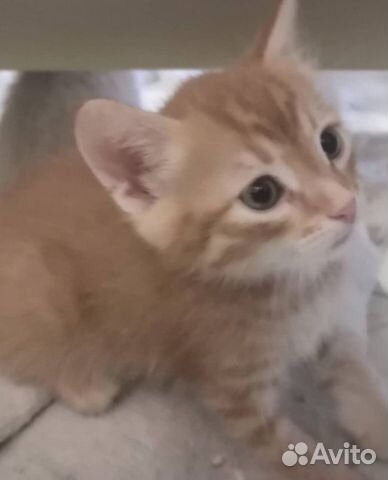 Котенок Патрик