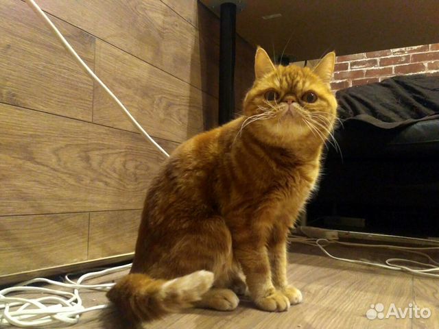 Кошечка. класная вся