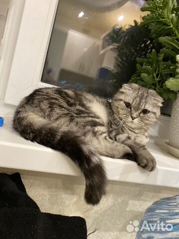Кошка скоттиш фолд