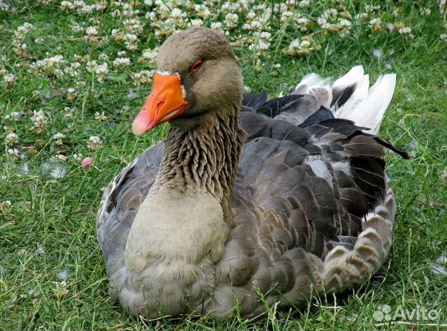 Домашние гуси, индоутки