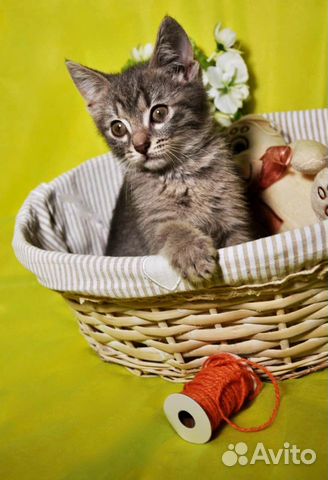 Котенок классный ищет дом