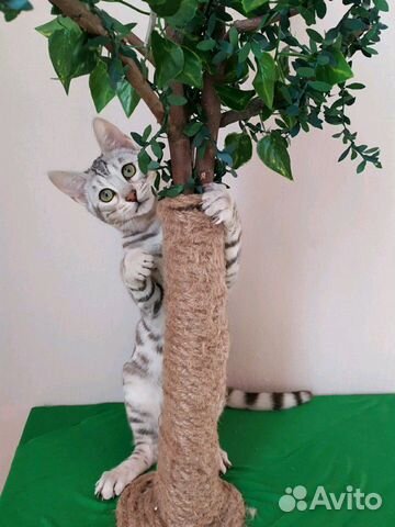 Серебряная бенгальская девочка ждёт маму)