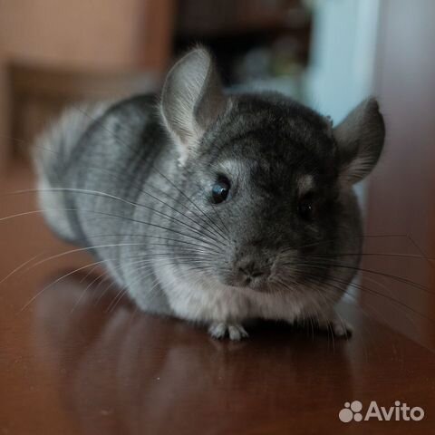 Шиншилленок Джонни с приданным