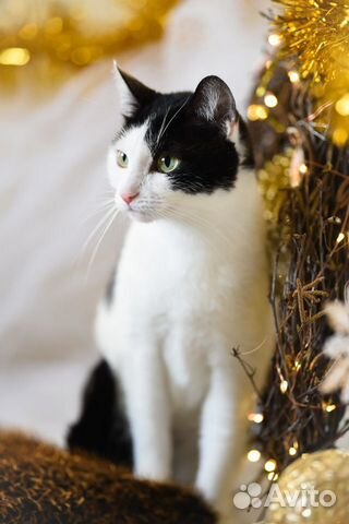 Машуля красотуля ищет хозяина