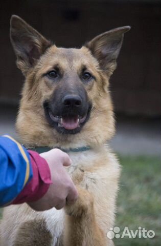 Щенок Джери в добрые руки