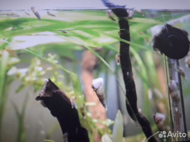 Улитки милании,отлично чистят аквариум