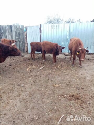 2 коровы 10 телят