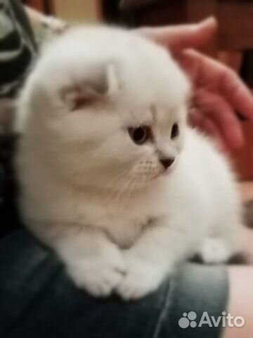 Шотландские вислоухий котятки