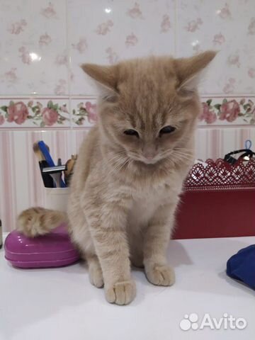 Котенок мальчик персиковый