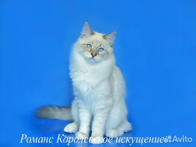Невский маскарадный подрощенный котенок Романс