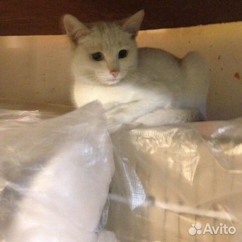 Котёнка отдам в хорошие руки