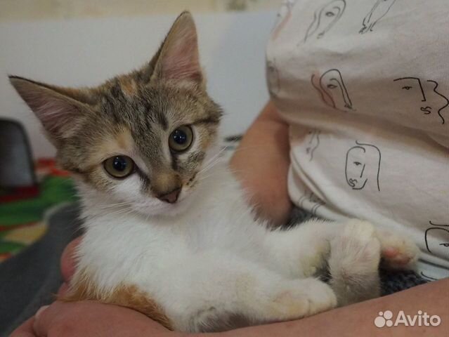 Кнопа, котенок, девочка, 3-4 месяца