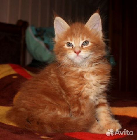 Красна Девица