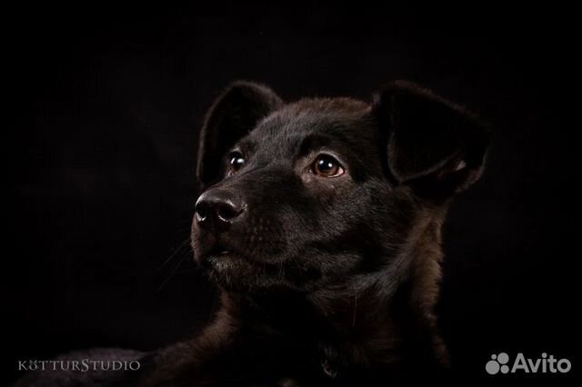 Отдам щенка в добрые руки