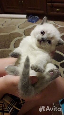Продам британских котят