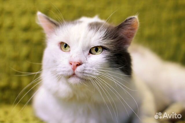 Баста -чудесный кот-певун ищет дом