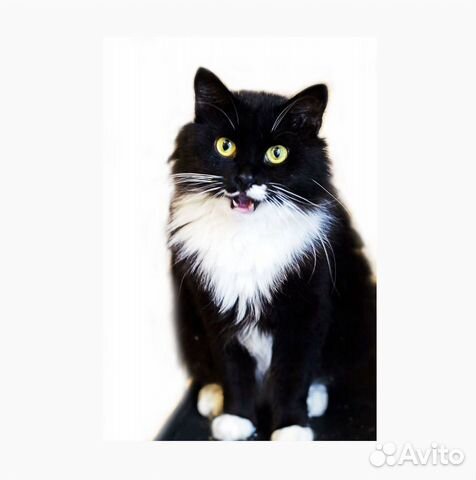 Молодой джентльмен ищет семью, возраст 2 года