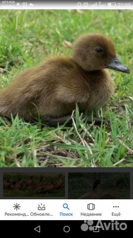 Утята Хаки Кемпбелл