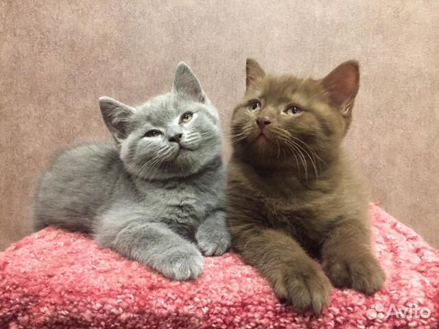 Британская