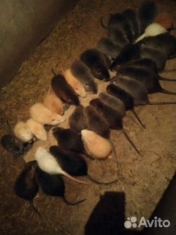 Самочки нутрии