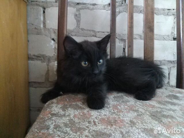 Чёрный котёнок ищет своего человека