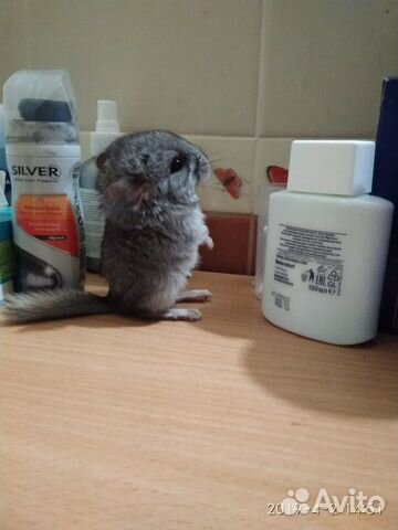 Шиншиленок