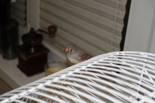 Зебровая амадина девочка