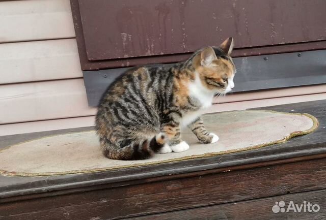Кошечка котенок