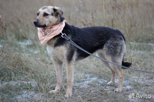 Маленькая собака Соня ищет дом