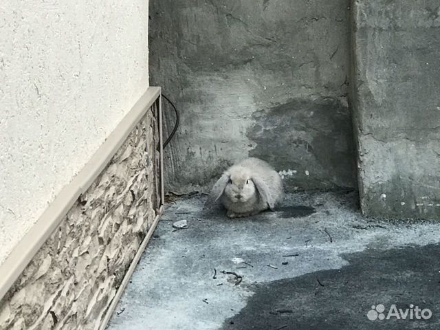 Найден кролик