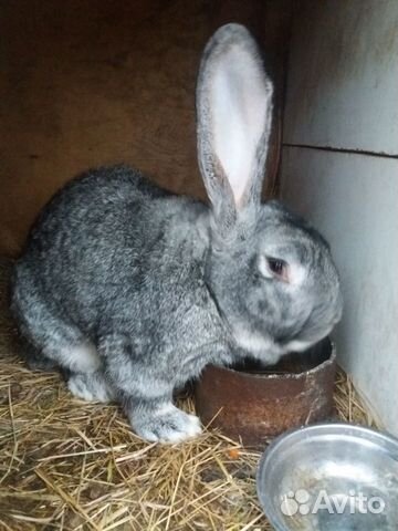 Продаю крола