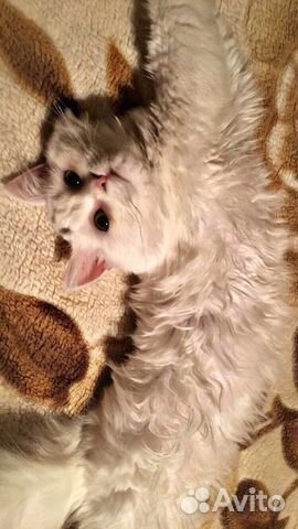 Длинношёрстная британка