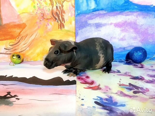 Морские Свинки Скинни из питомника