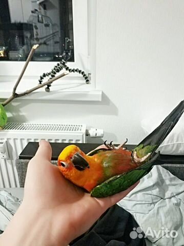 Попугай аратинга яндайя, походу единственный в пит