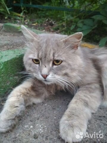 Кот взрослый