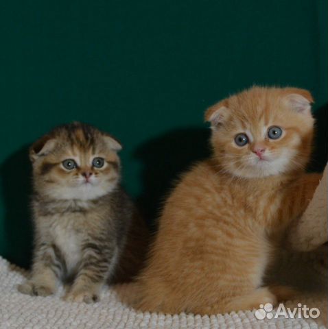 Кошка рыжий и золотая