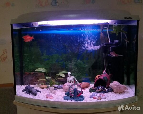 Аквариум AquaPlus+тумба+всё наполнение