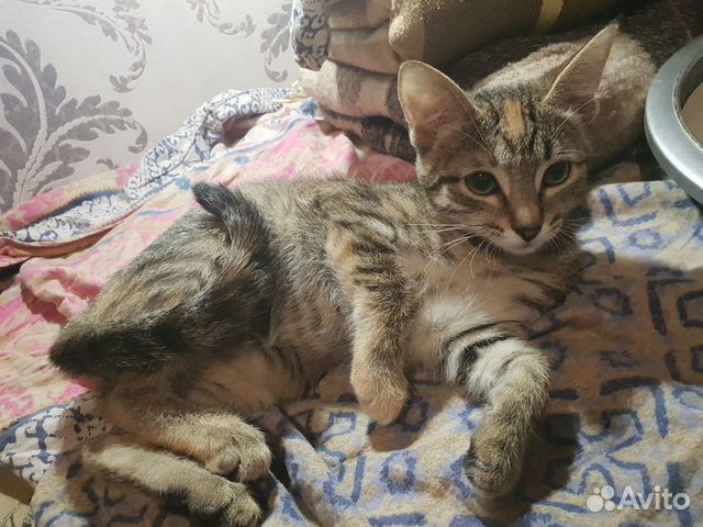 Коша.Только в добрые руки