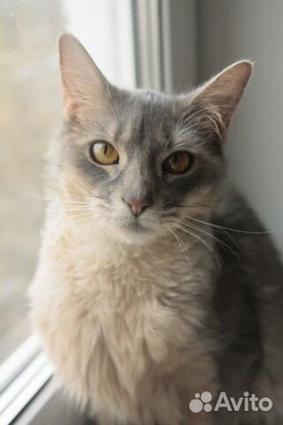 Кошка, которая не оставит вас равнодушным