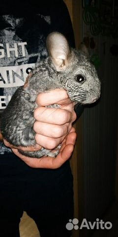 Шиншилла детеныш
