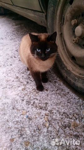 Кот Жучок