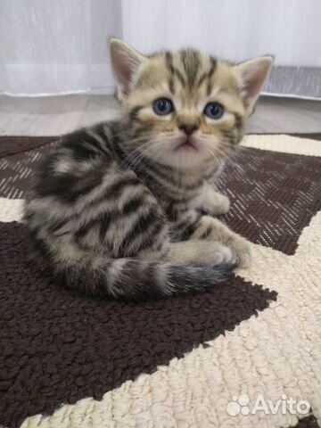 Новогодние шотландские тигрята