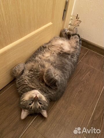 Кошка Пухля 8 лет
