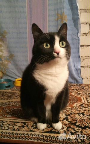 Нежный, очень ласковый кот Маркиз
