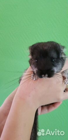 Малышка шиншиллка