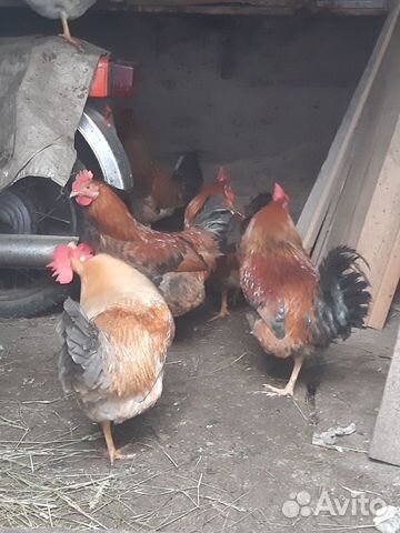 Продаётся Кученский петух